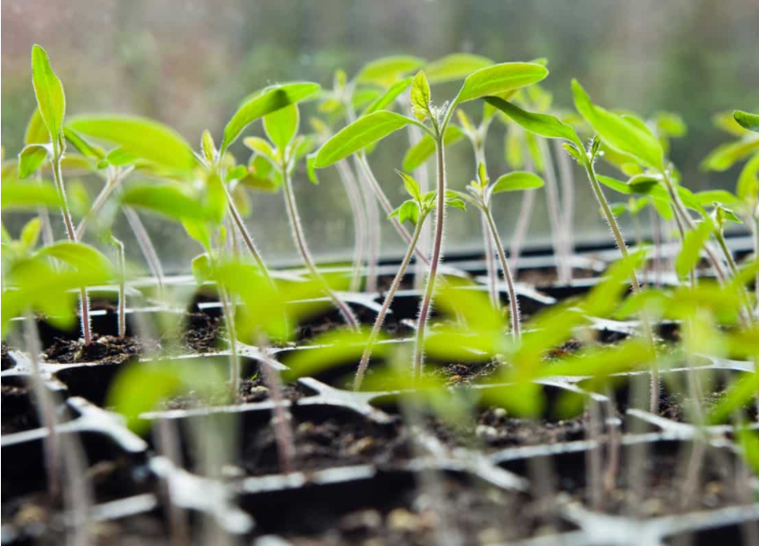 Growing Vegetable Seedlings FAQ – HappyFamilyFarmsUSA