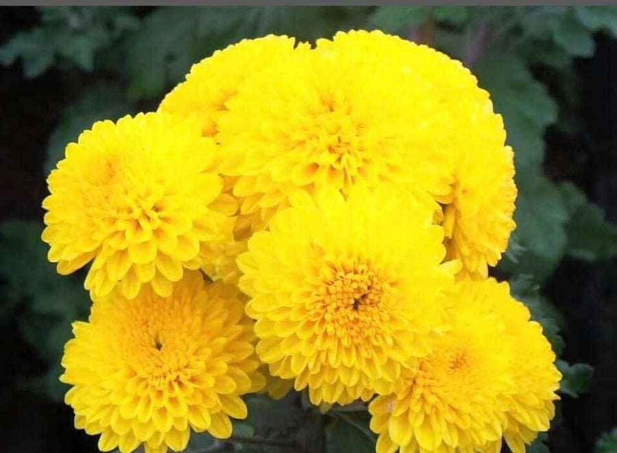 Chitti Chamanthi Bare root Plants/ Yellow Chrysanthum – HappyFamilyFarmsUSA