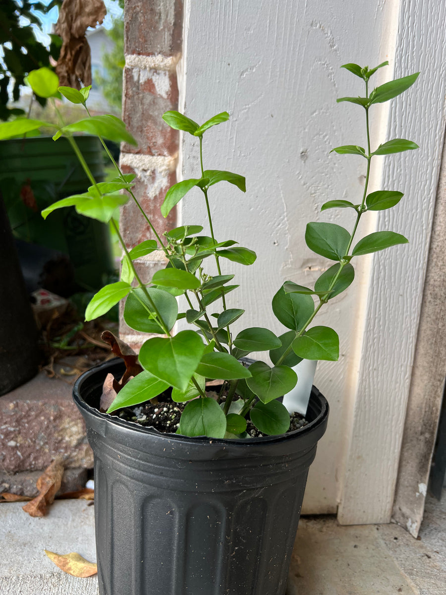 Virajaji / Jui Jasmine – HappyFamilyFarmsUSA