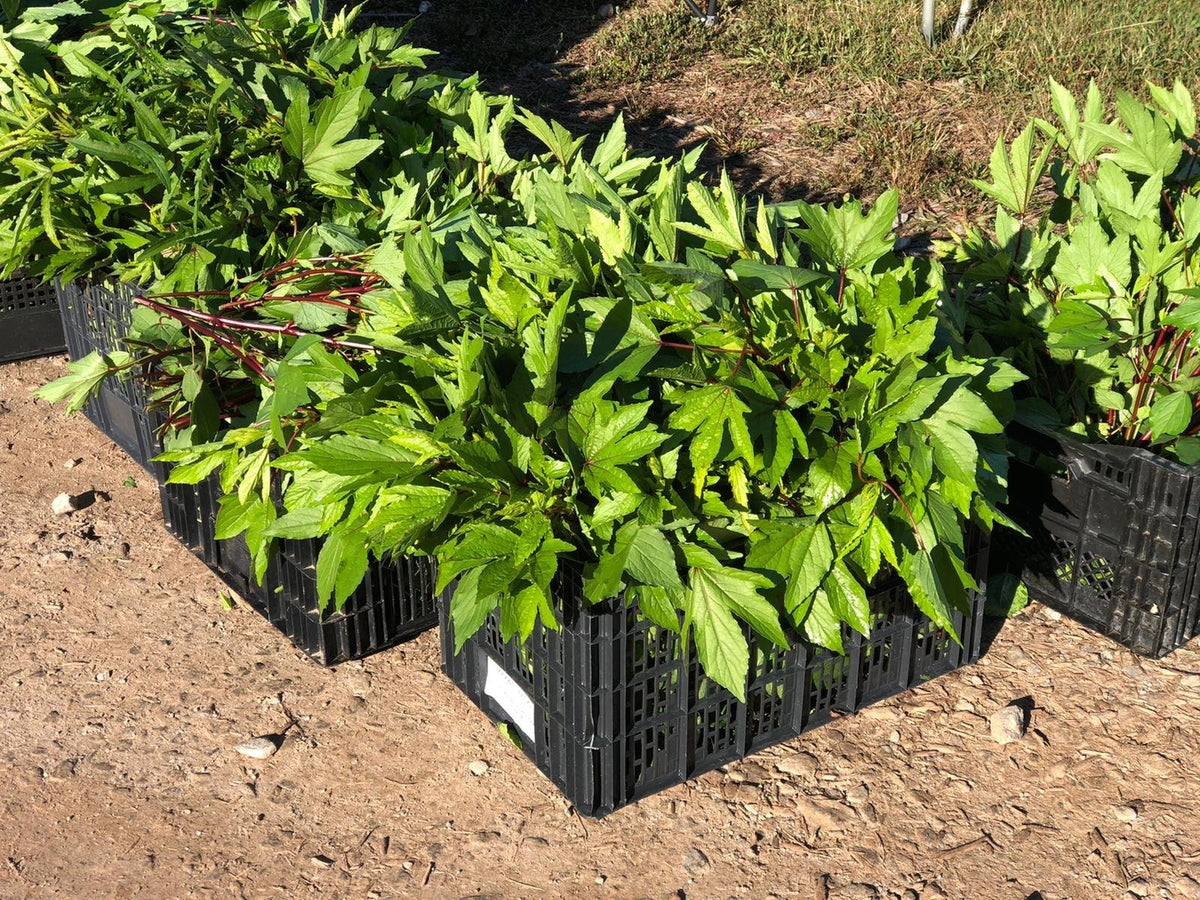 HFF-14 Gongura Seeds - Red Stem ( Hibiscus) – HappyFamilyFarmsUSA