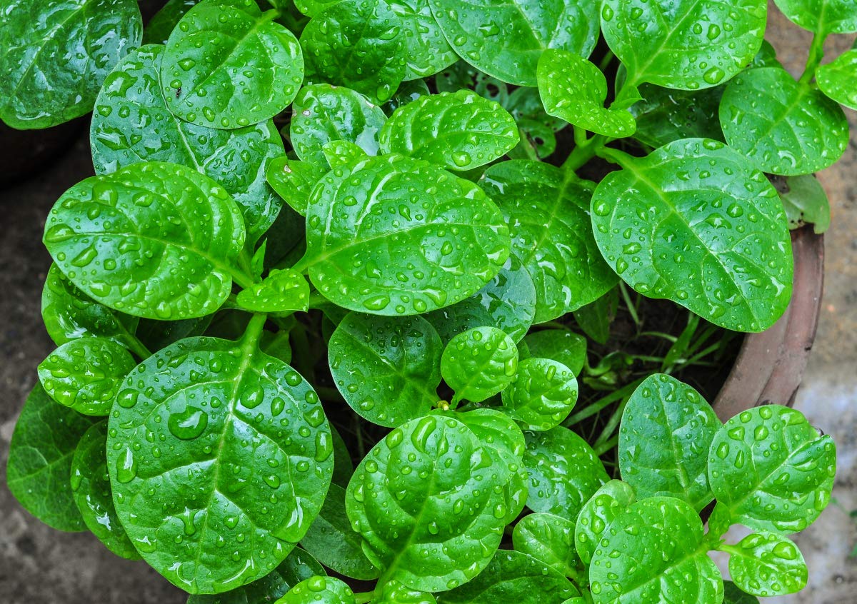 HFF-17 Green Stem Malabar Spinach / Bachali – HappyFamilyFarmsUSA